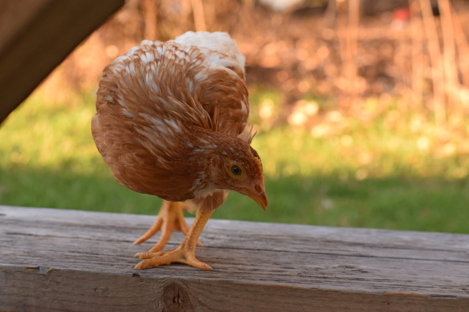 The Best Types of Roosters for Your Flock - Backyard Poultry